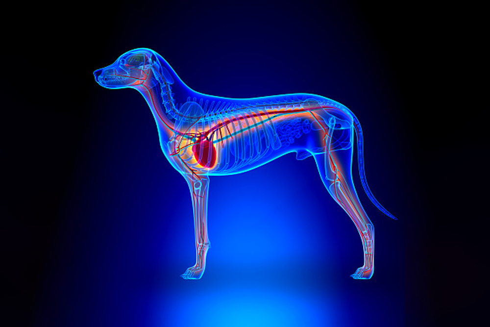 Heart Disease in Dogs: A Guide for Pet Owners – Lee Veterinary Clinic