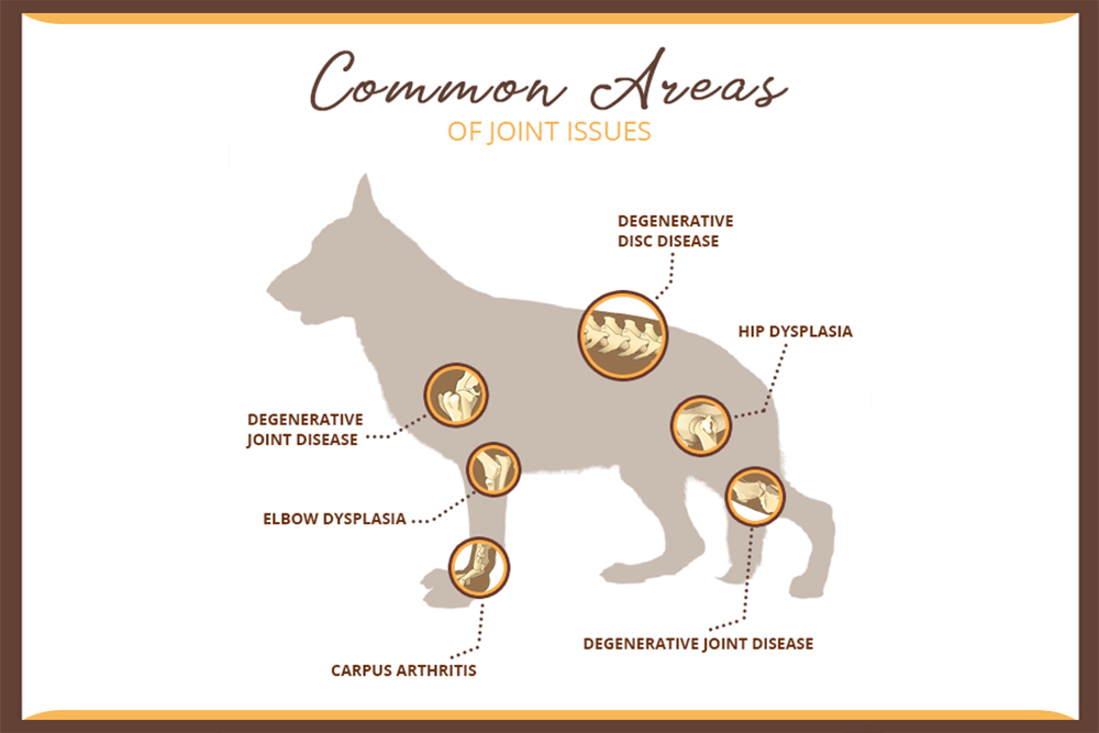 Osteoarthritis in Cats: What Every Cat Owner Should Know – Lee ...